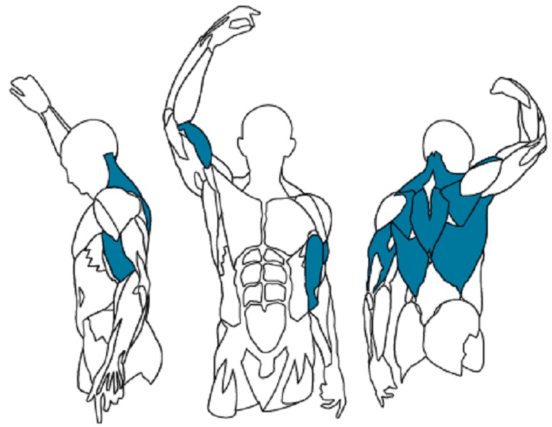 Maszyna do ćwiczeń górnych partii mięśni L290 Seated Row BH - TopSlim.pl